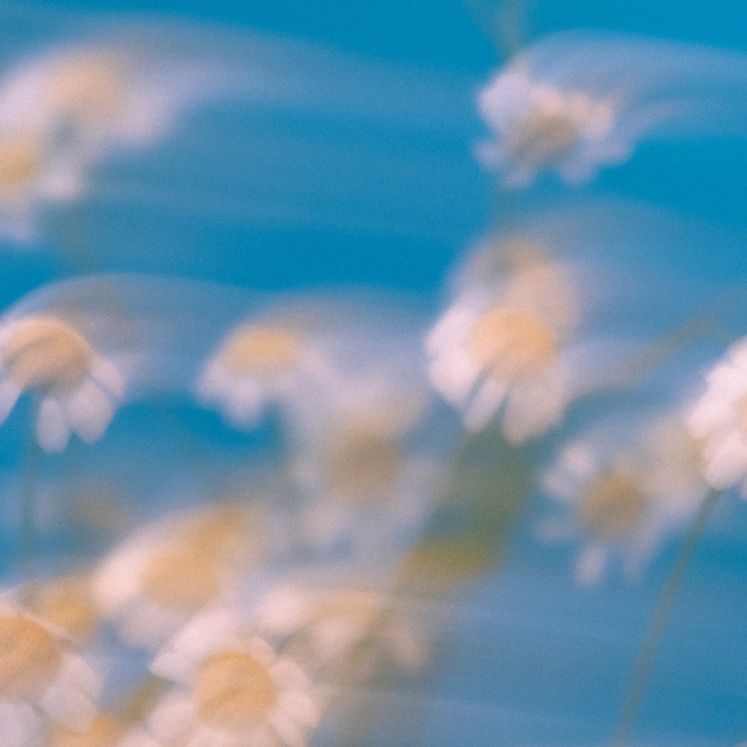 Nature’s Vitamin Pharmacy: How Plant Oils Deliver Nutrients Your Skin ...